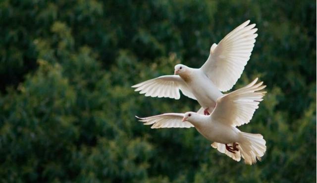 欢迎来到这个奇怪的页面 | yangjibruce.github.io